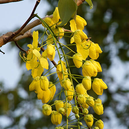 Amaltas Tree: Cassia Fistula / Aragbadha Medicinal Benefits & Uses | Dabur